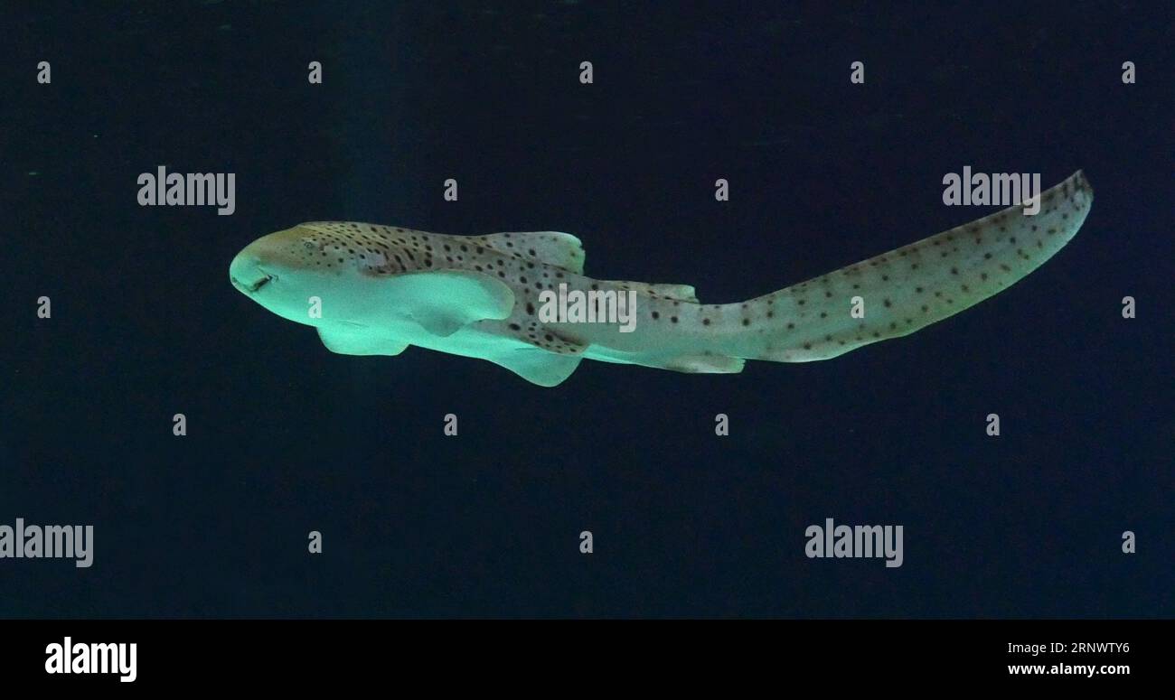 Leopard shark stegostoma fasciatum hi-res stock photography and images ...