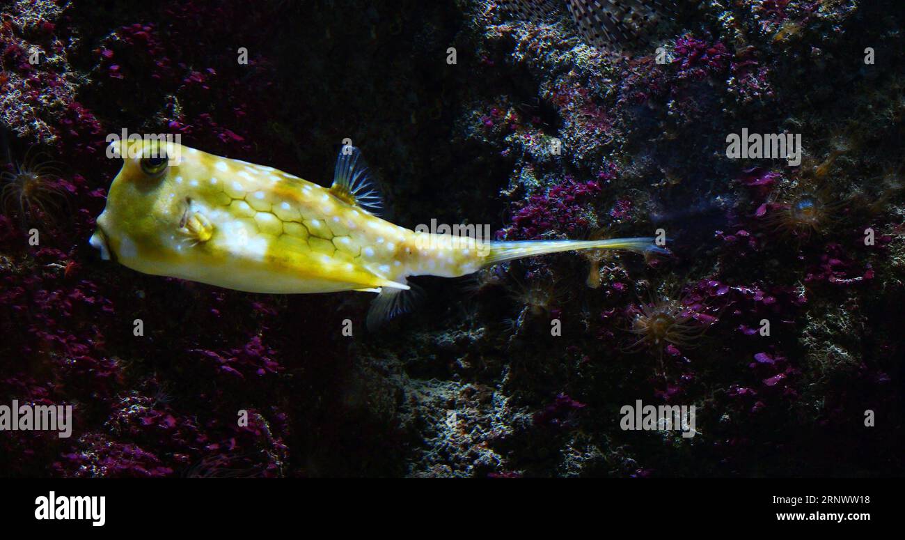 Longhorn Cowfish, lactoria cornuta, Adult Swimming Stock Photo - Alamy