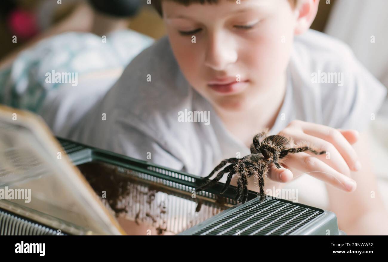 A boy puts a tarantula spider in a terrarium Stock Photo - Alamy