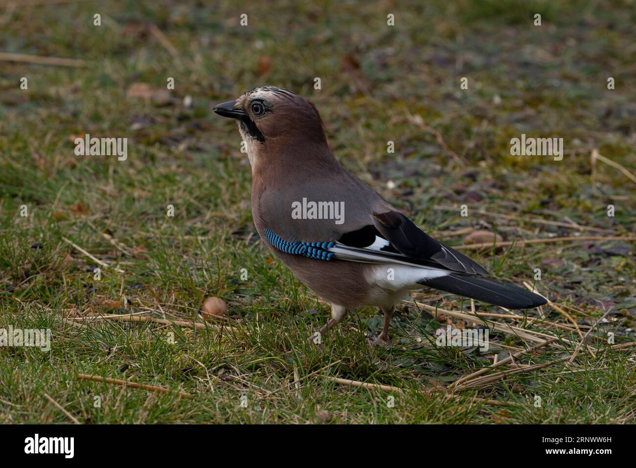 Kekstas hi-res stock photography and images - Alamy