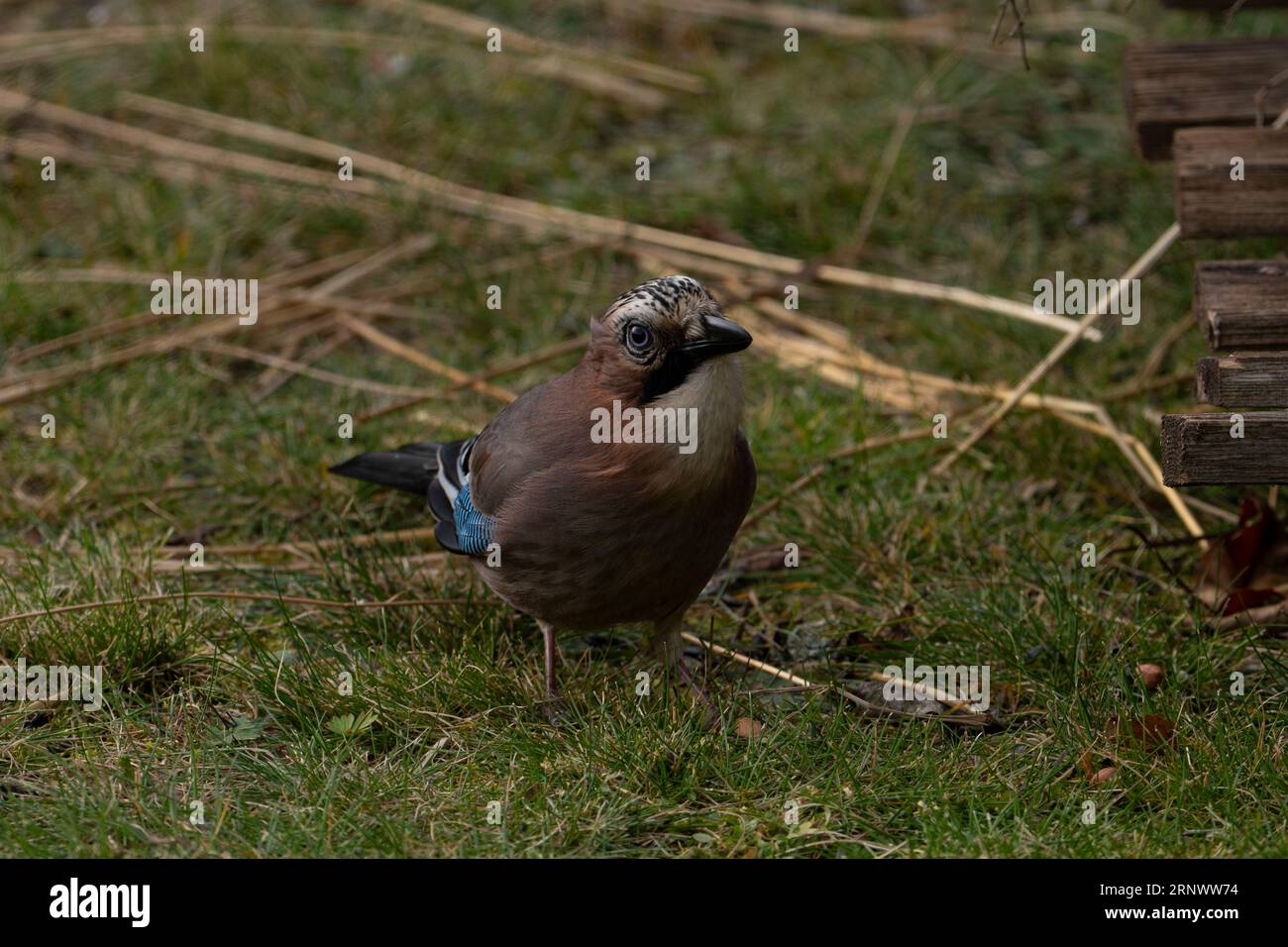 Kekstas hi-res stock photography and images - Alamy