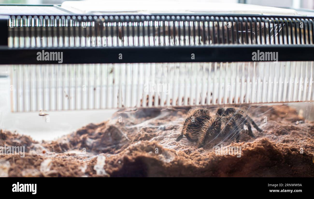Tarantula in terrarium. Brachypelma albopilosum at home Stock Photo - Alamy