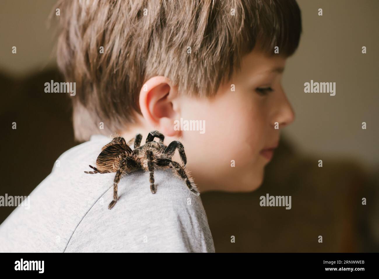 Tarantula spider on boy's shoulder. Scary pet Brachypelma albopilosum ...