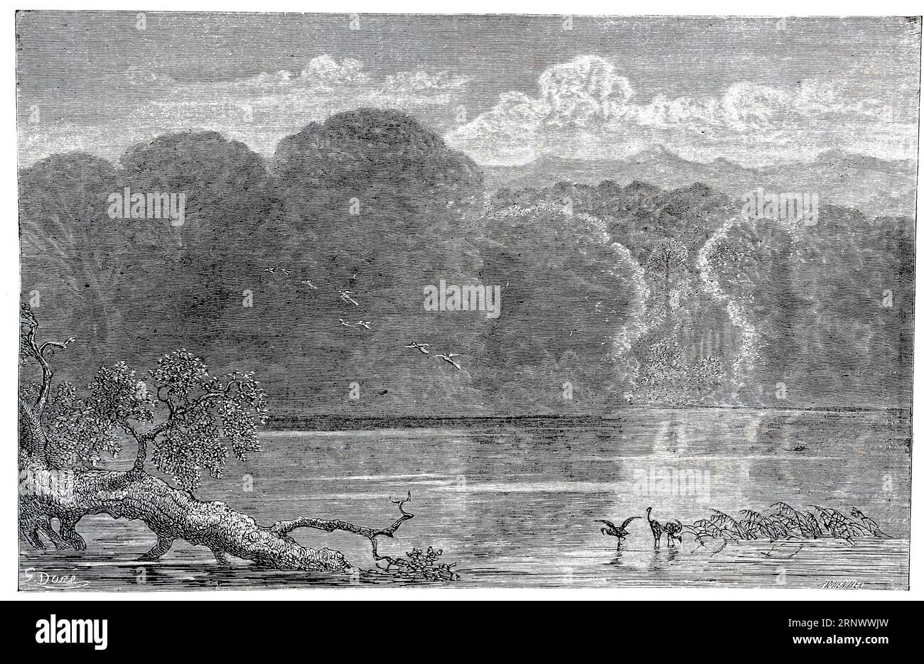 Atala Cut Out Stock Images & Pictures - Alamy