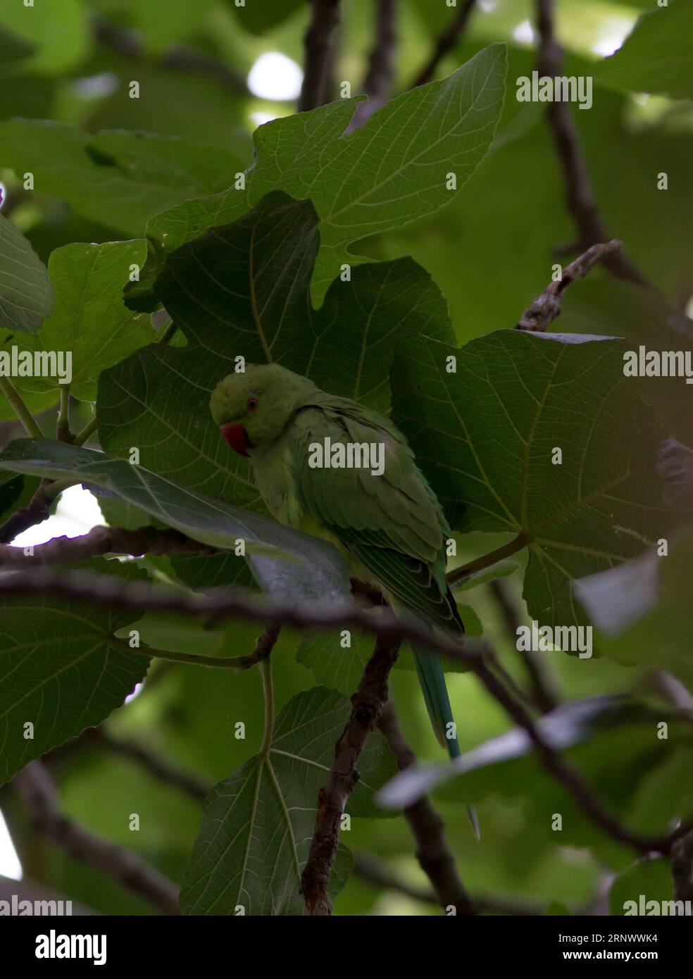 Parakeet taken in one of the many green spaces in London Stock Photo ...