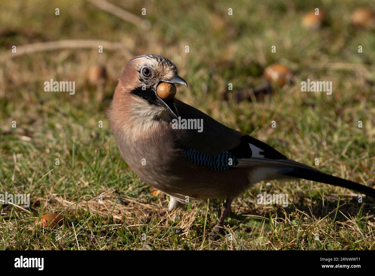 Garrulus glandarius Genus Garrulus Family Corvidae Eurasian Jay wild ...