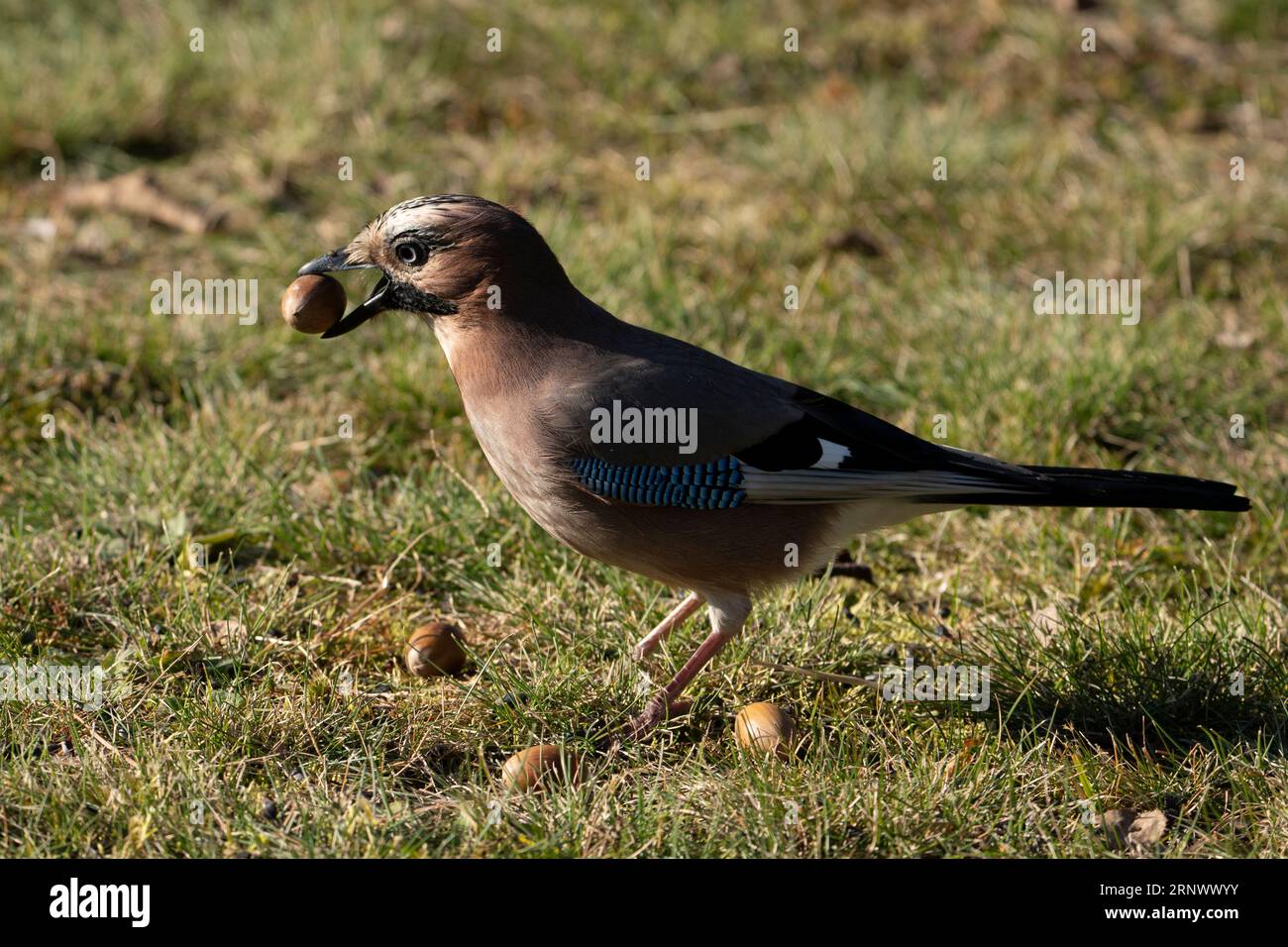 Garrulus glandarius Genus Garrulus Family Corvidae Eurasian Jay wild ...