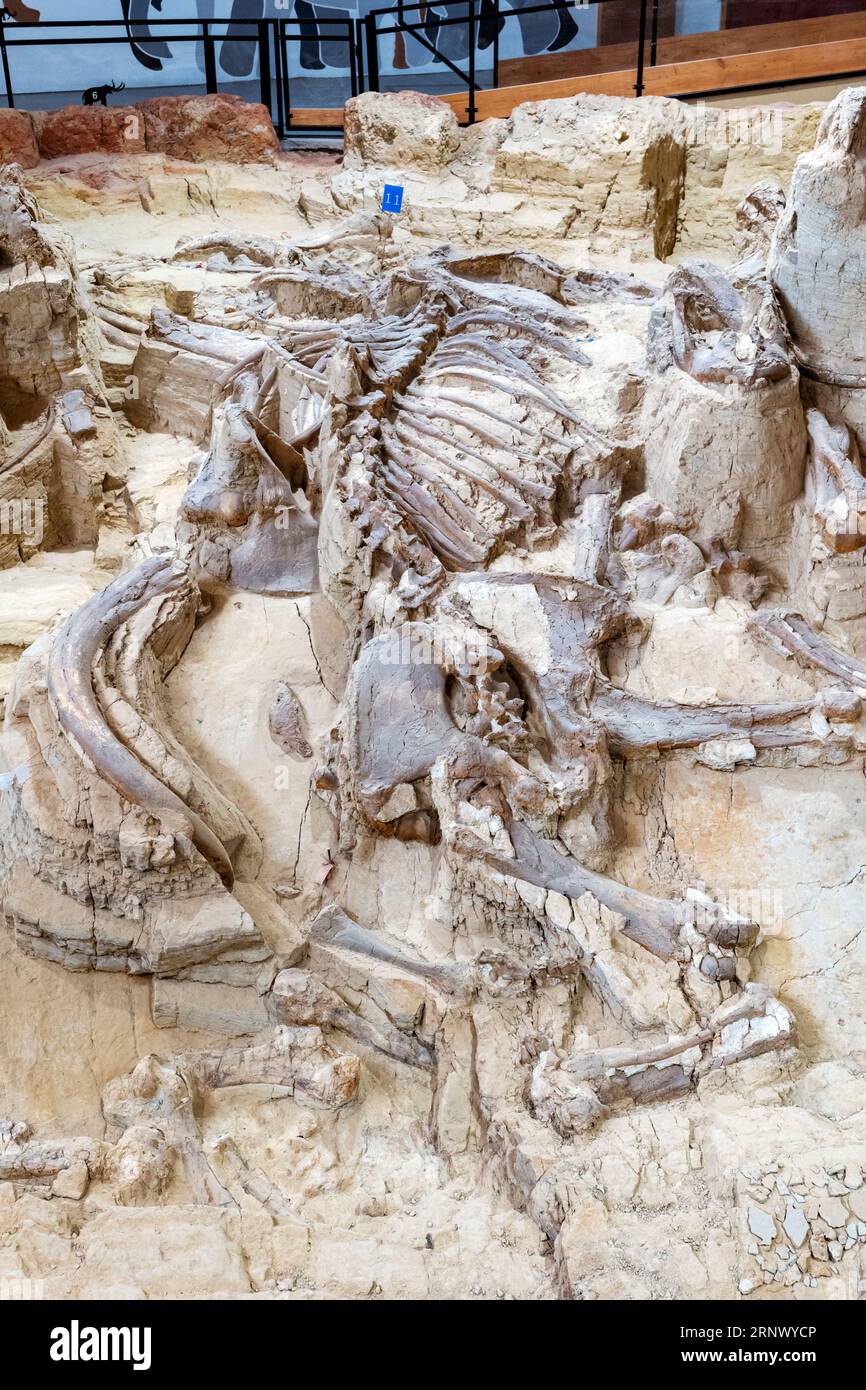 The Mammoth Site; museum & paleontological site; Hot Springs; South ...