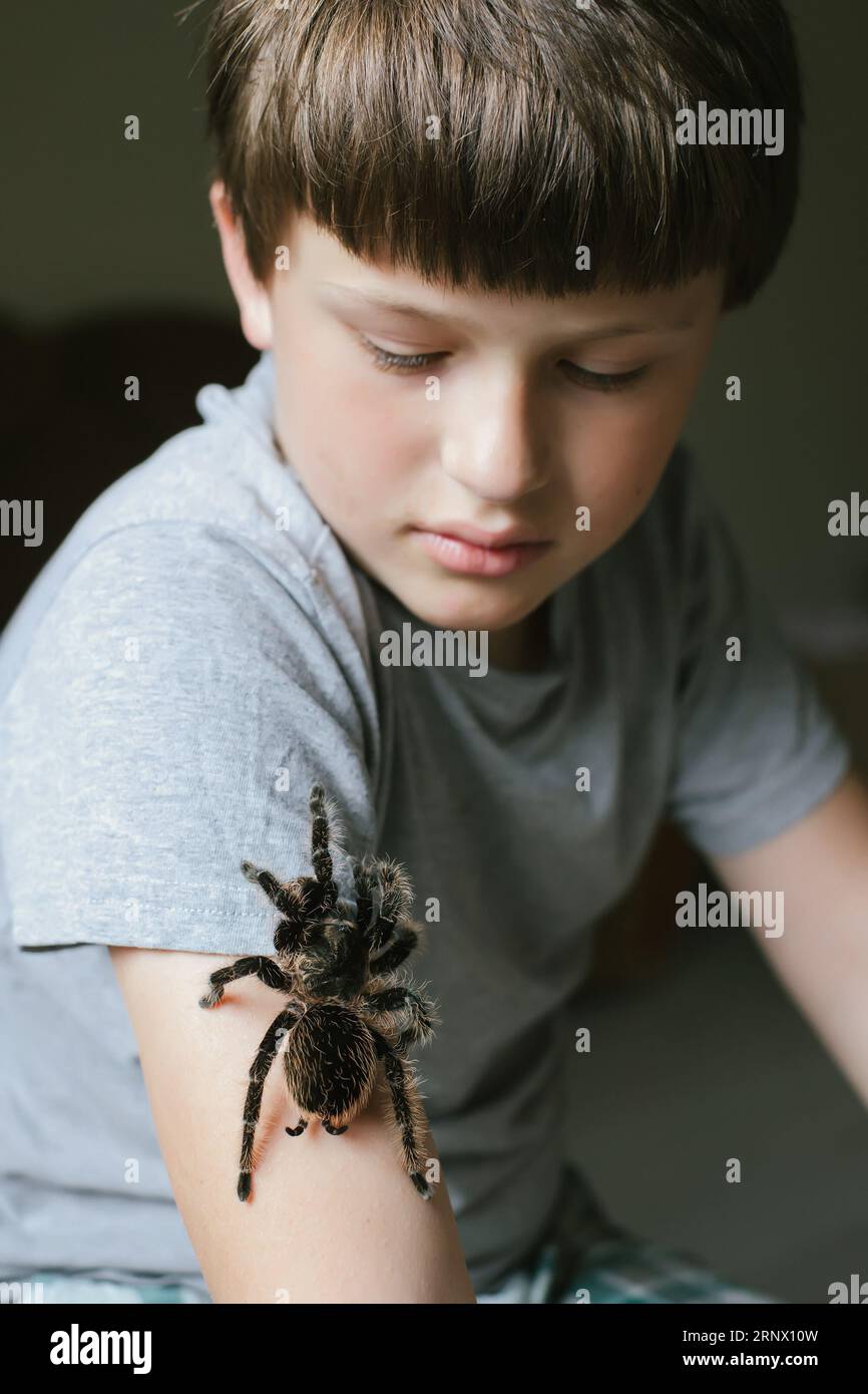 large tarantula on child's arm. scary spider crawls over a boy Stock ...