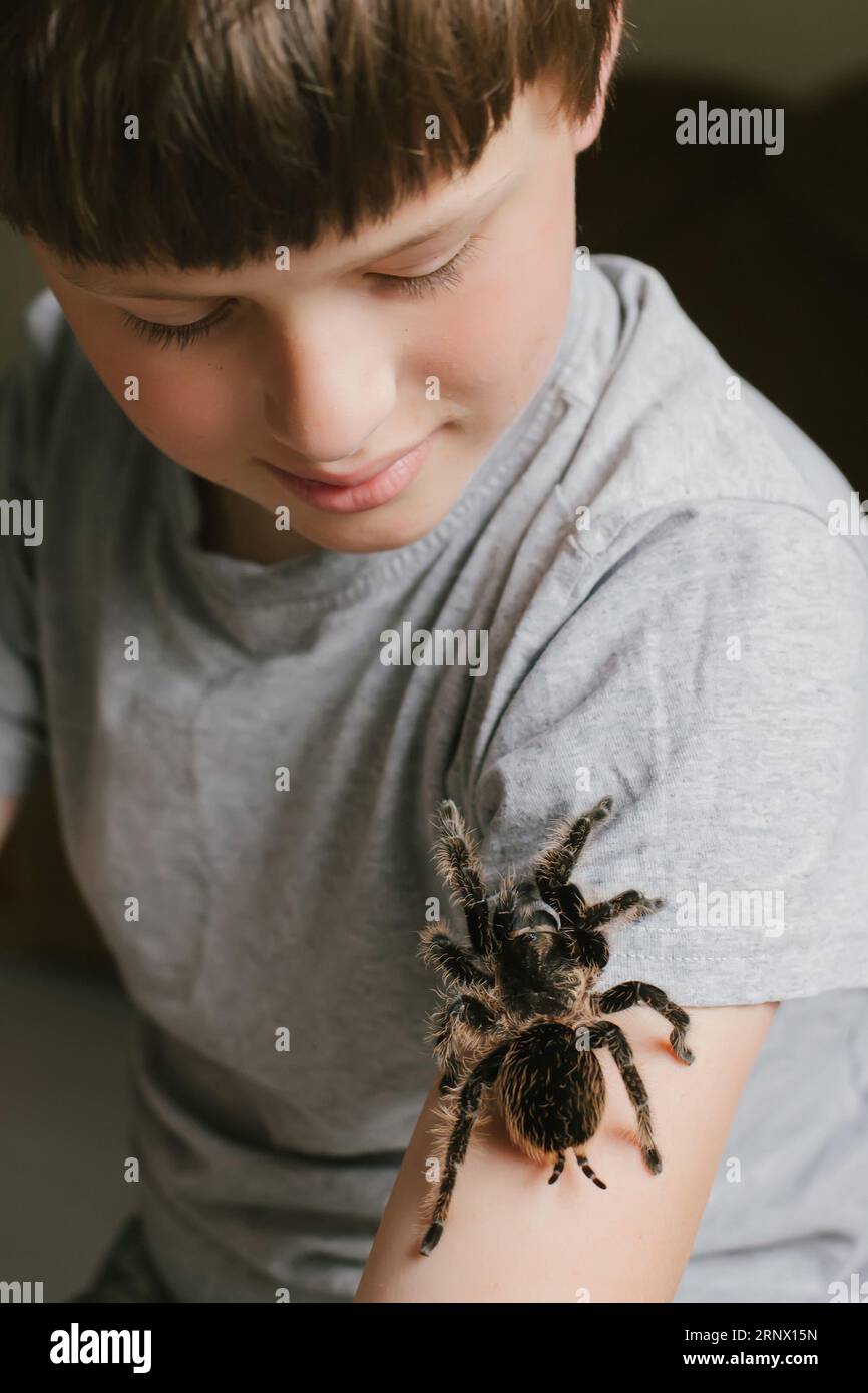 large tarantula on child's arm. scary spider crawls over a boy Stock ...