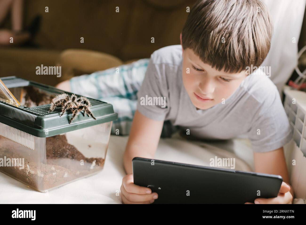 Tarantula spider on human hand hi-res stock photography and images - Alamy