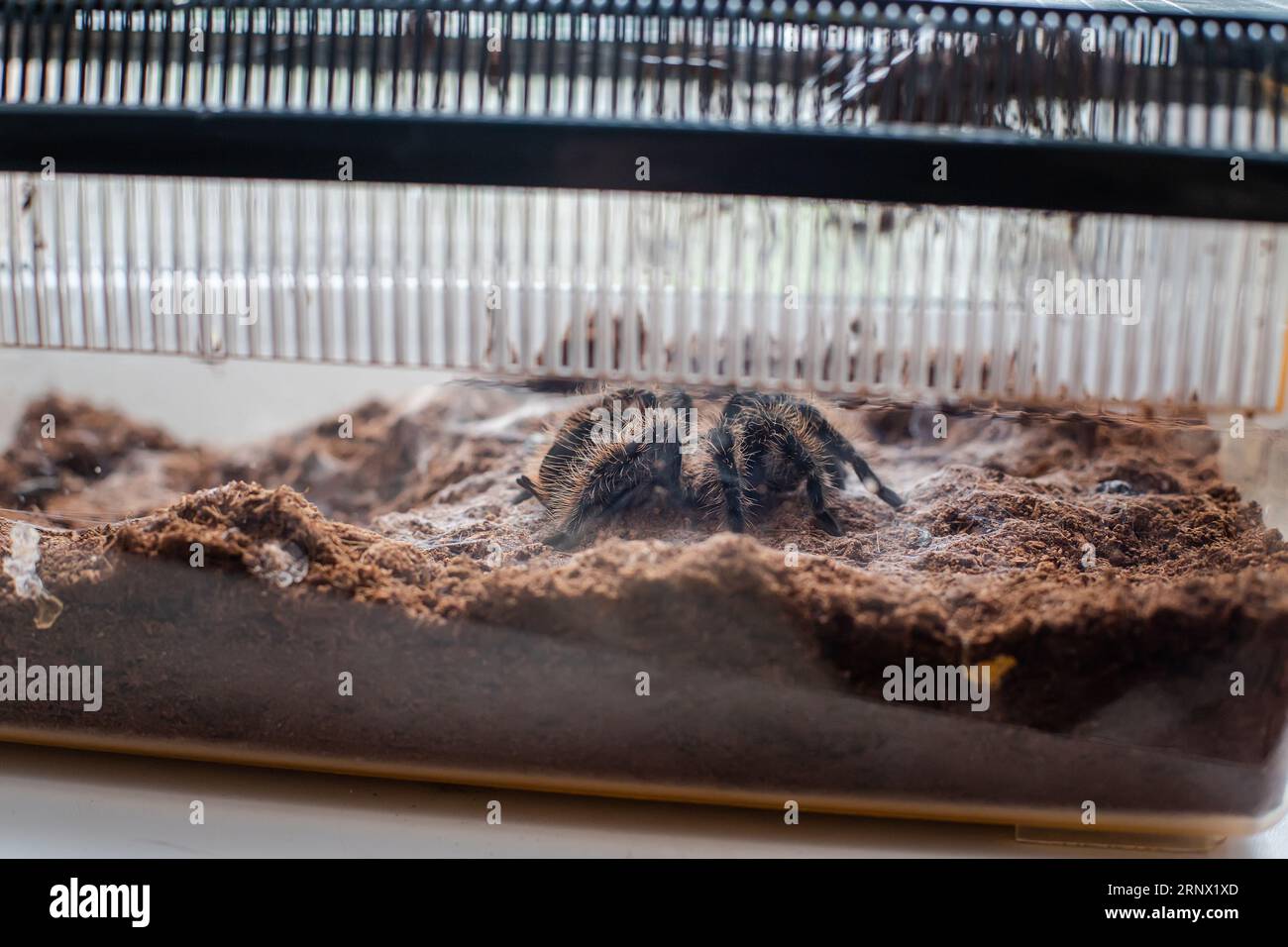 Tarantula in terrarium. Brachypelma albopilosum at home Stock Photo - Alamy