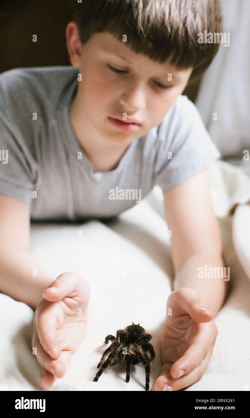 smiling child catches spider Tarantula. Caring for pet. Breeding ...