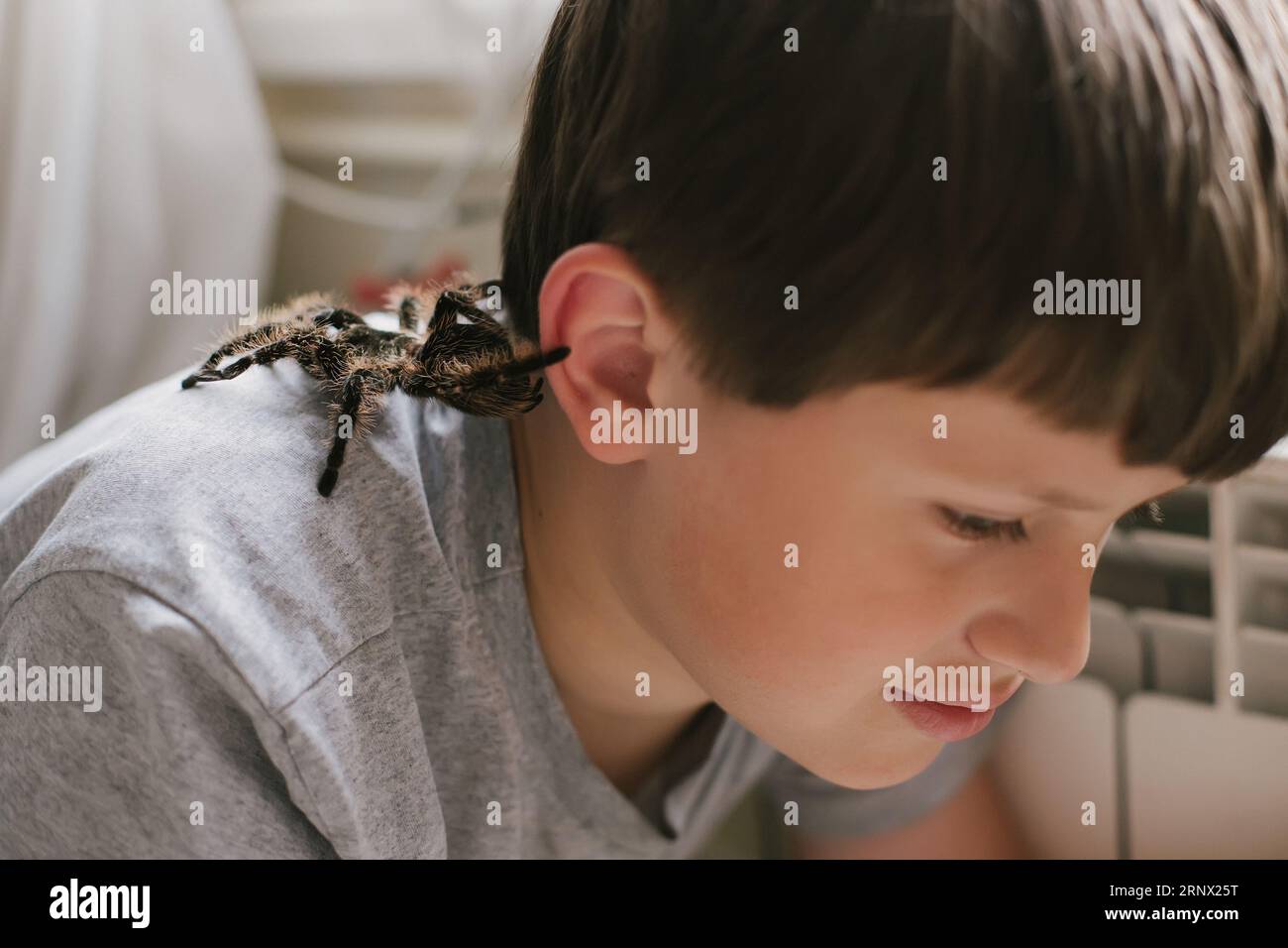 Tarantula spider on boy's shoulder. Scary pet Brachypelma albopilosum ...