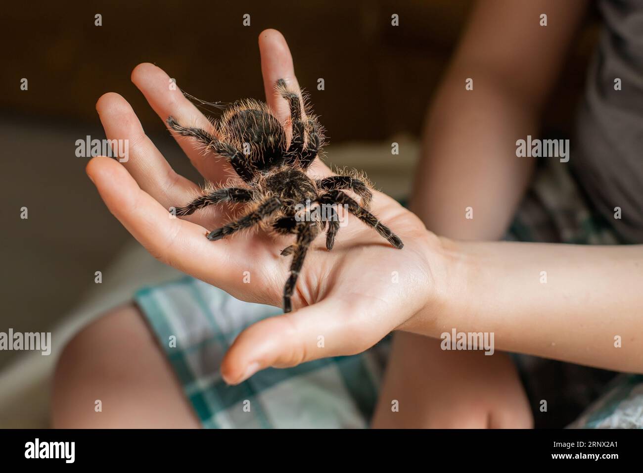 large tarantula on child's arm. scary spider crawls over a boy Stock ...