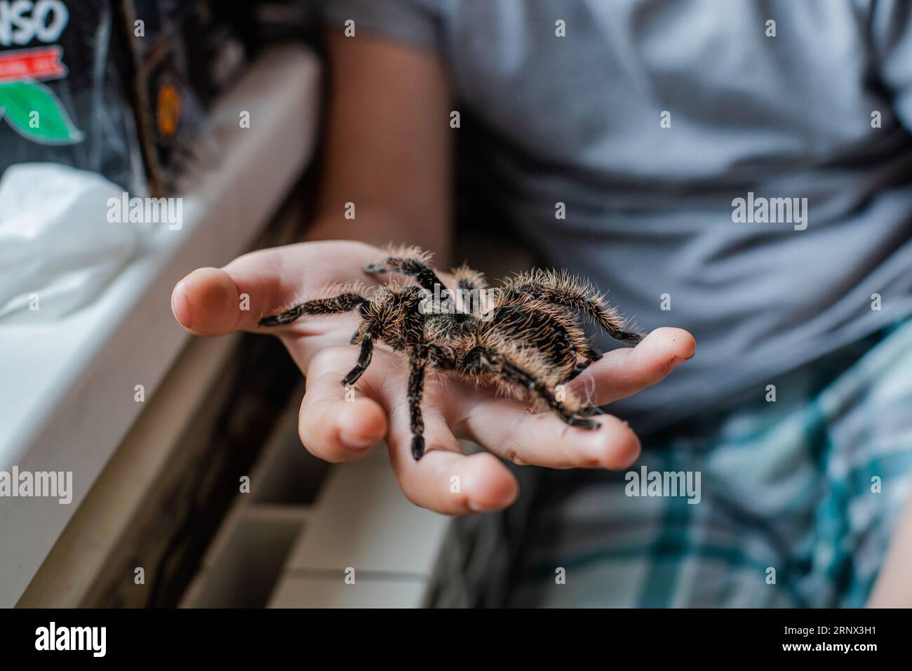 child's hand holding tarantula huge spider. boy plays with Brachypelma ...