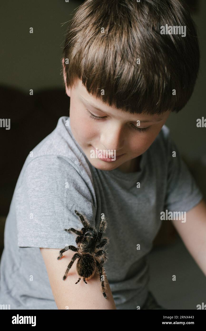 Tarantula spider on hand of child. Boy plays with big spider. Kid is ...