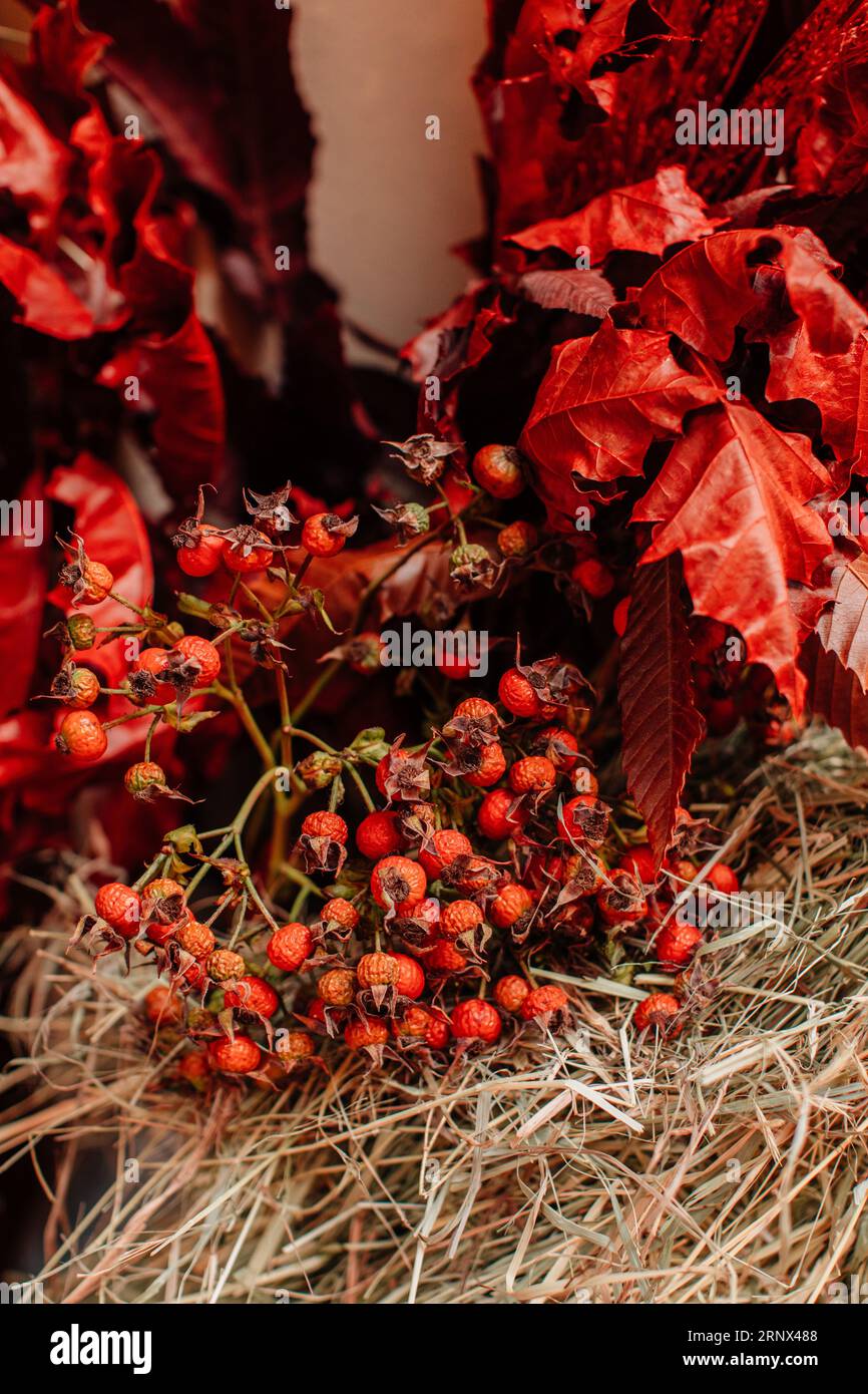 Still life bright red dry rose hips. Harvest and thanksgiving day ...