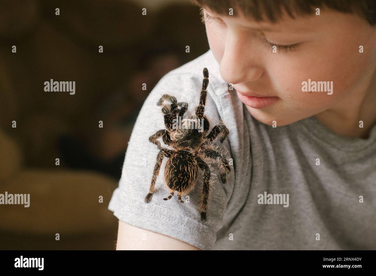 Tarantula spider stretches paw to child's face. brave boy plays with ...