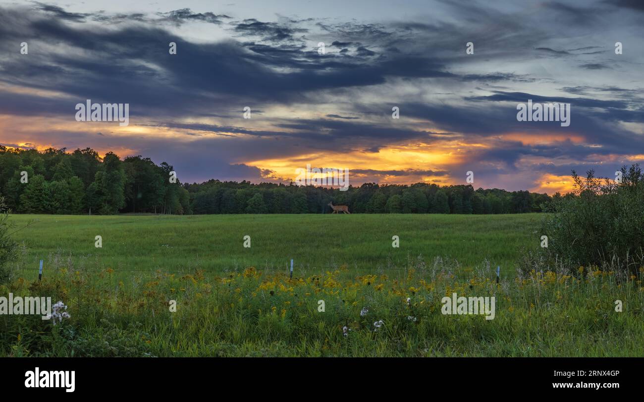 A white-tailed doe walks through a hayfield as the sun sets in northern ...