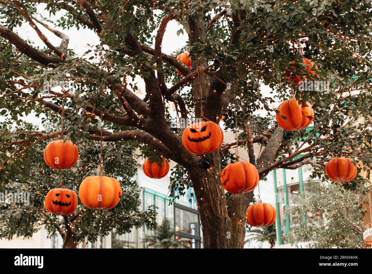 Lots of orange pumpkins with a scary Halloween face hanging on a tree ...