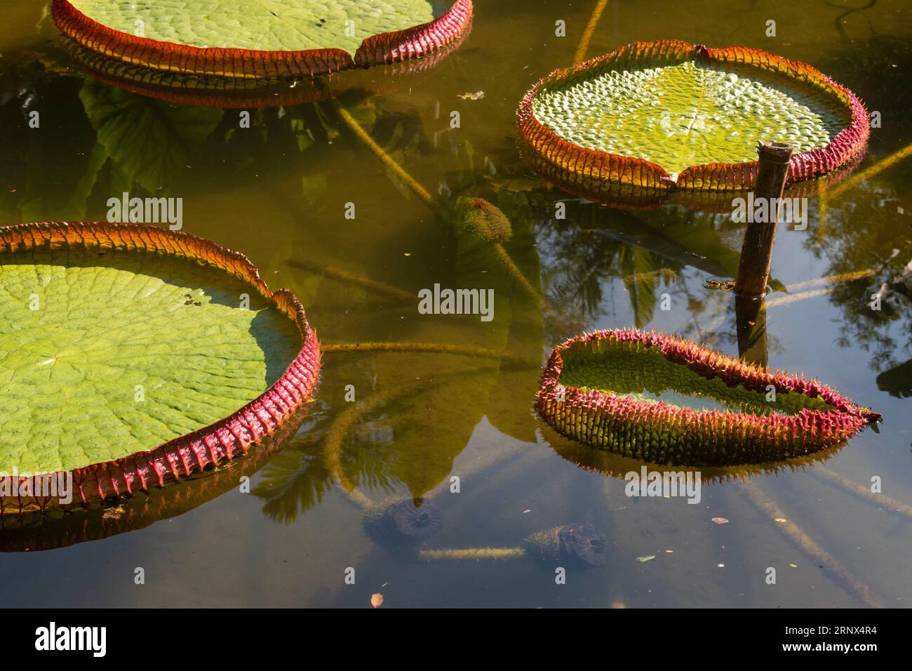 Rio de Janeiro Botanical Garden, Brazil: view of Victoria amazonica ...