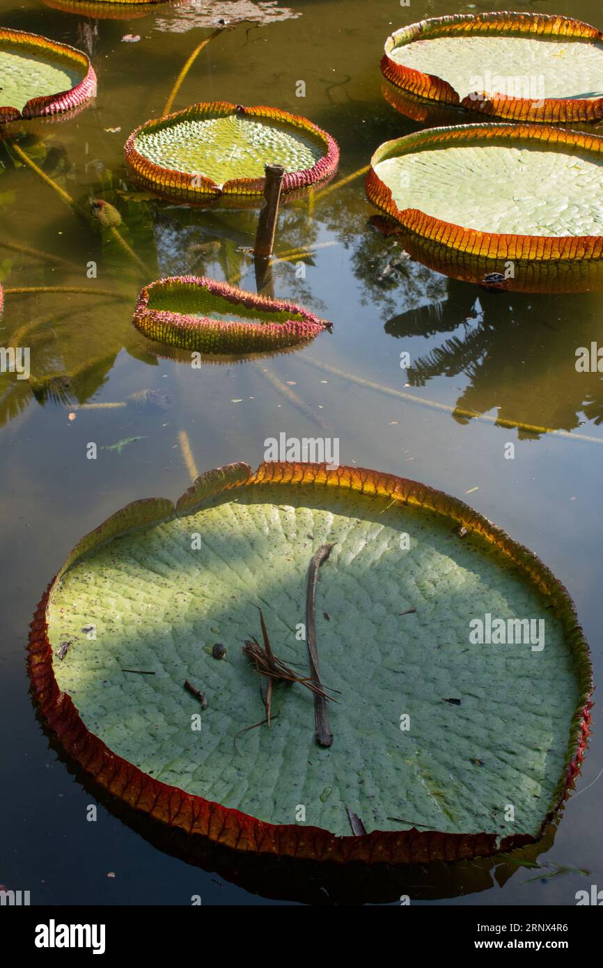 Victoria regia lily hi-res stock photography and images - Alamy