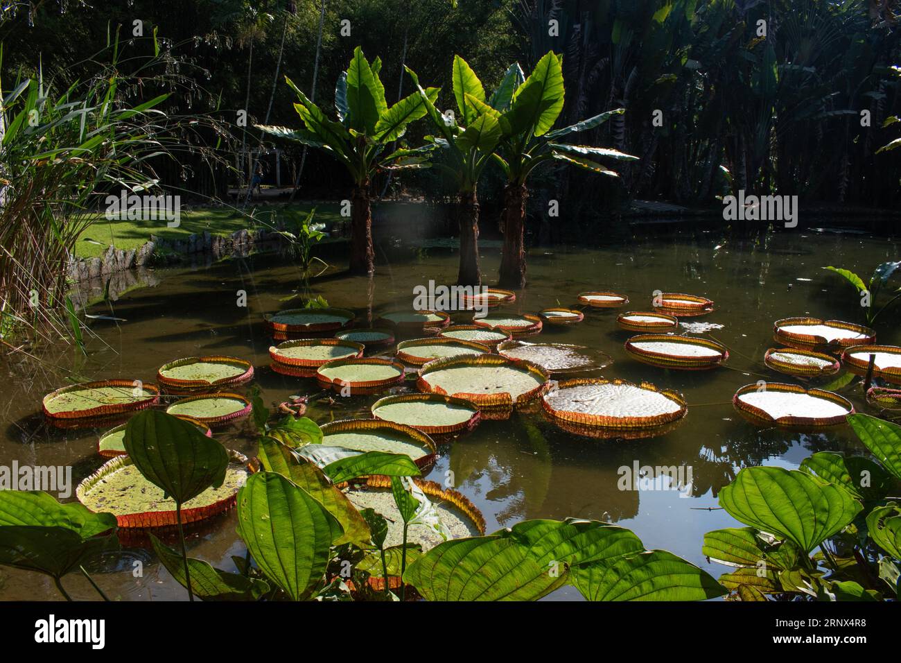 Rio de Janeiro Botanical Garden, Brazil: view of Victoria amazonica ...