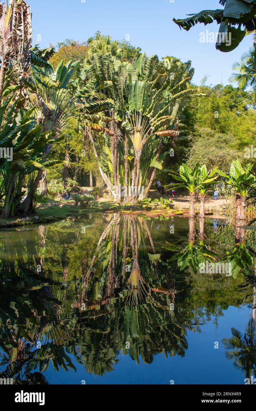 Brazil: walking in Rio de Janeiro Botanical Garden, founded in 1808 by ...