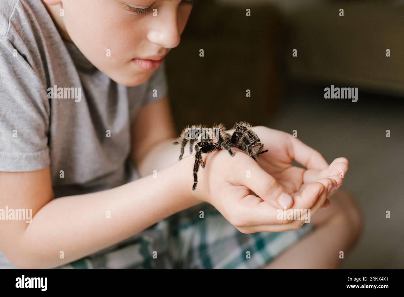 boy looks at spider in fear. boy holds huge tarantula near face. child ...