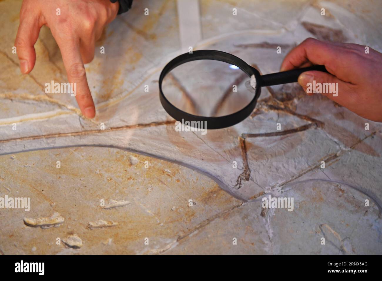 Liaoning fossil hi-res stock photography and images - Alamy