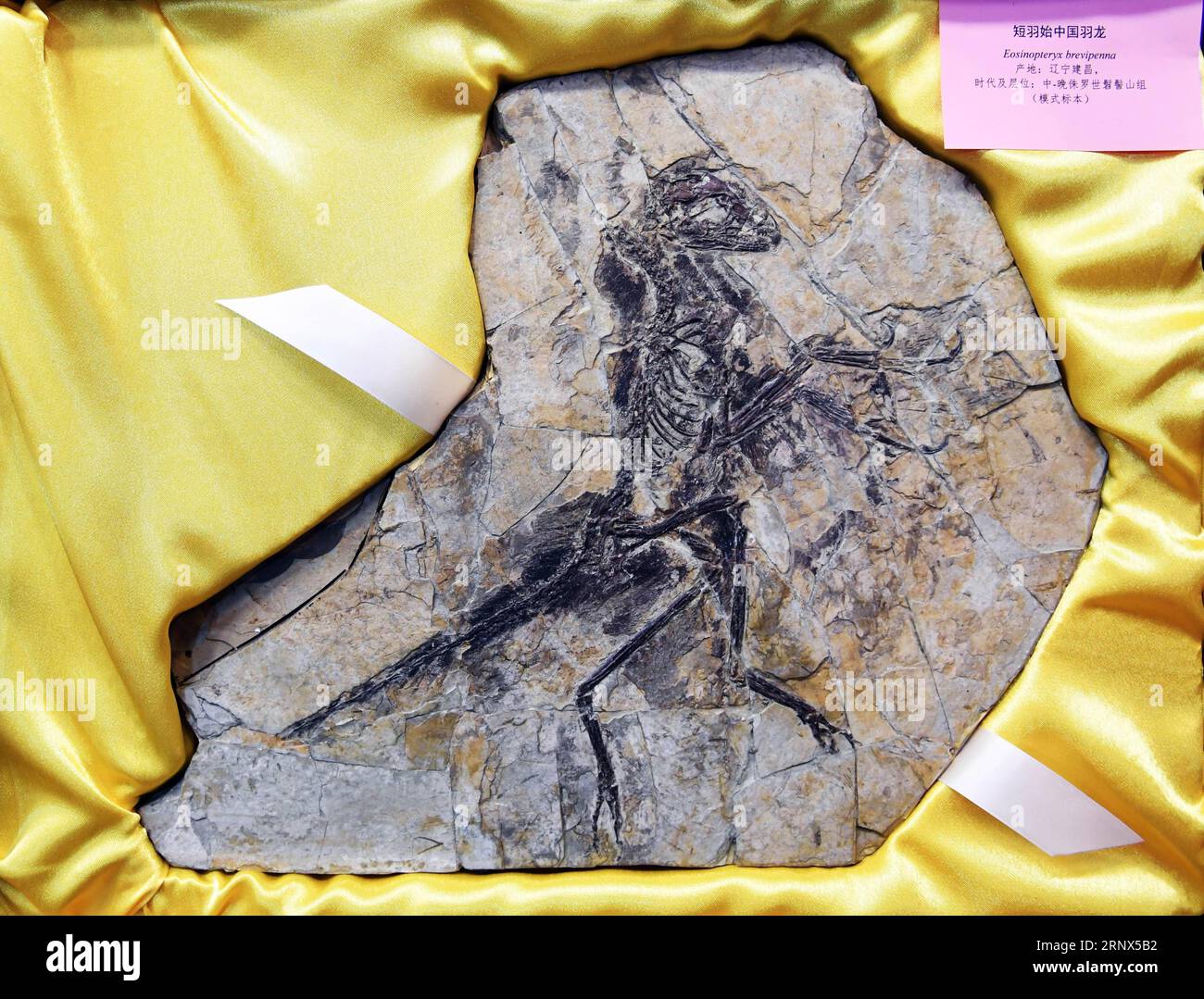 Liaoning fossil hi-res stock photography and images - Alamy