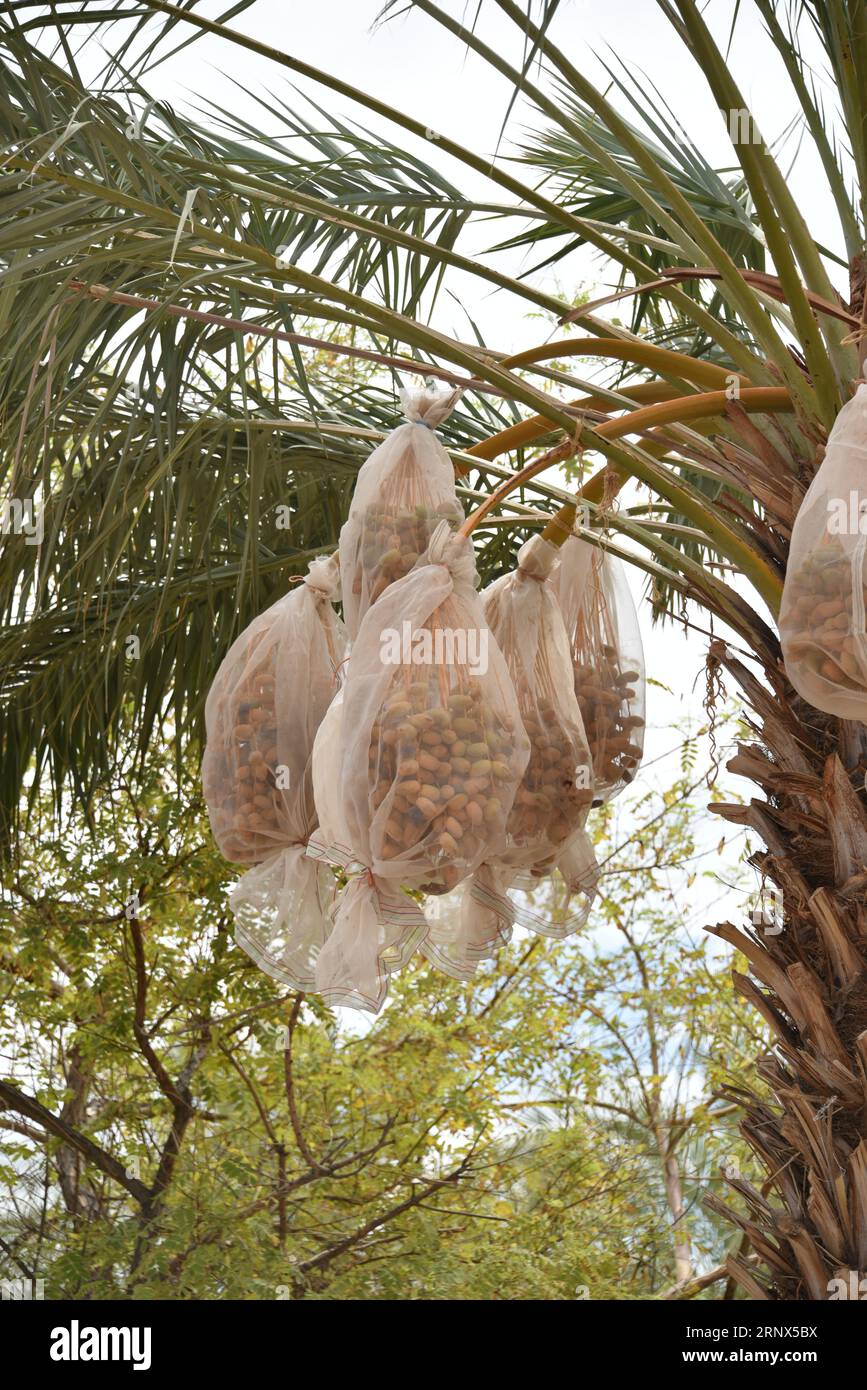 Yuma, AZ USA. 3/14/2023. Martha’s Gardens Medjool Date Farm was founded ...