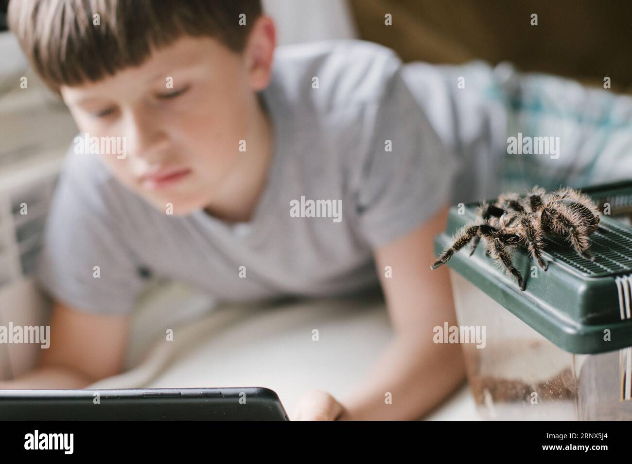 Tarantula escaped from terrarium. child plays on tablet next to pet ...