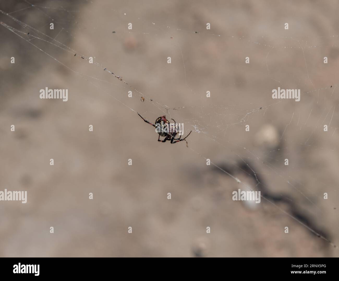 Closeup of a Cross Orb-Weaver spider in its natural habitat in a ...