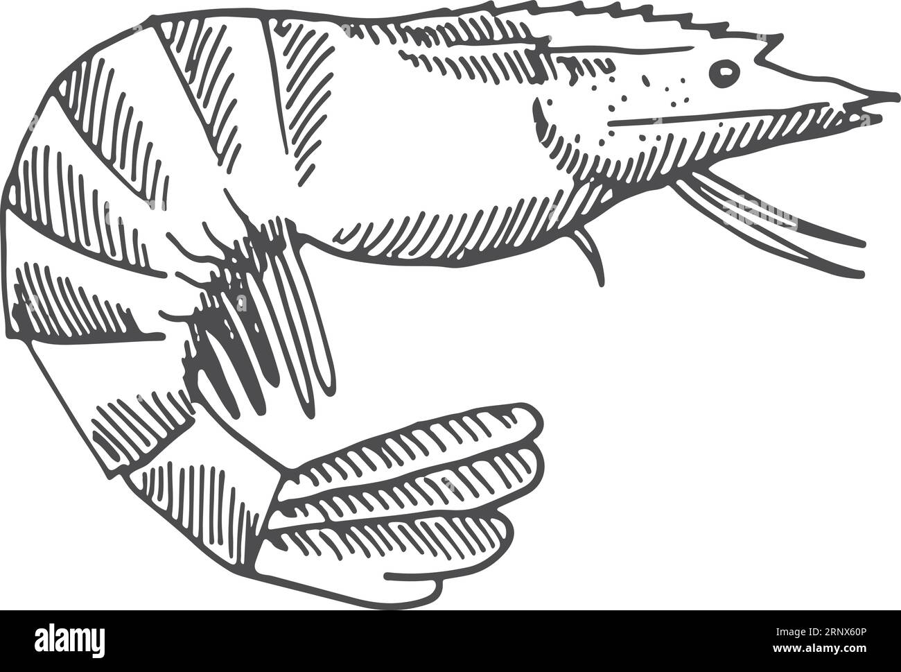 Shrimp sketch. Seafood reastaurant menu shellfish drawing Stock Vector ...