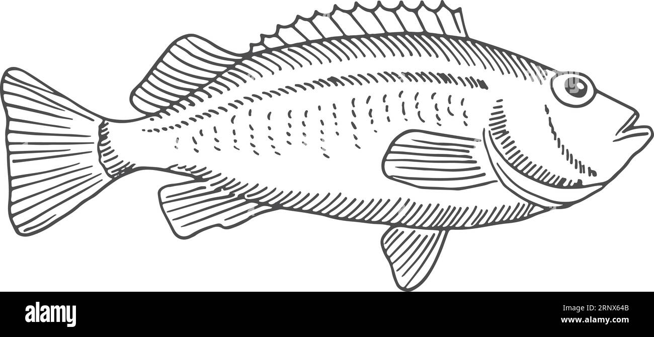 Perch engraving. Hand drawn fresh water fish Stock Vector Image & Art ...