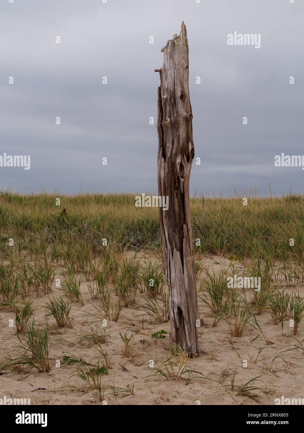 Standing alone in the sand, a weathered tree trunk defies time and ...