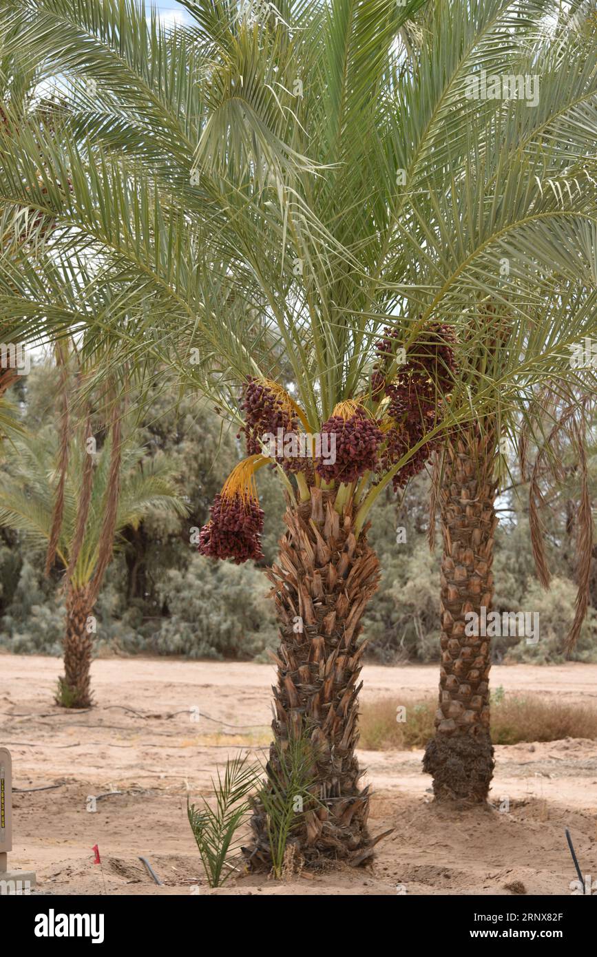 Yuma, AZ USA. 3/14/2023. Martha’s Gardens Medjool Date Farm was founded ...