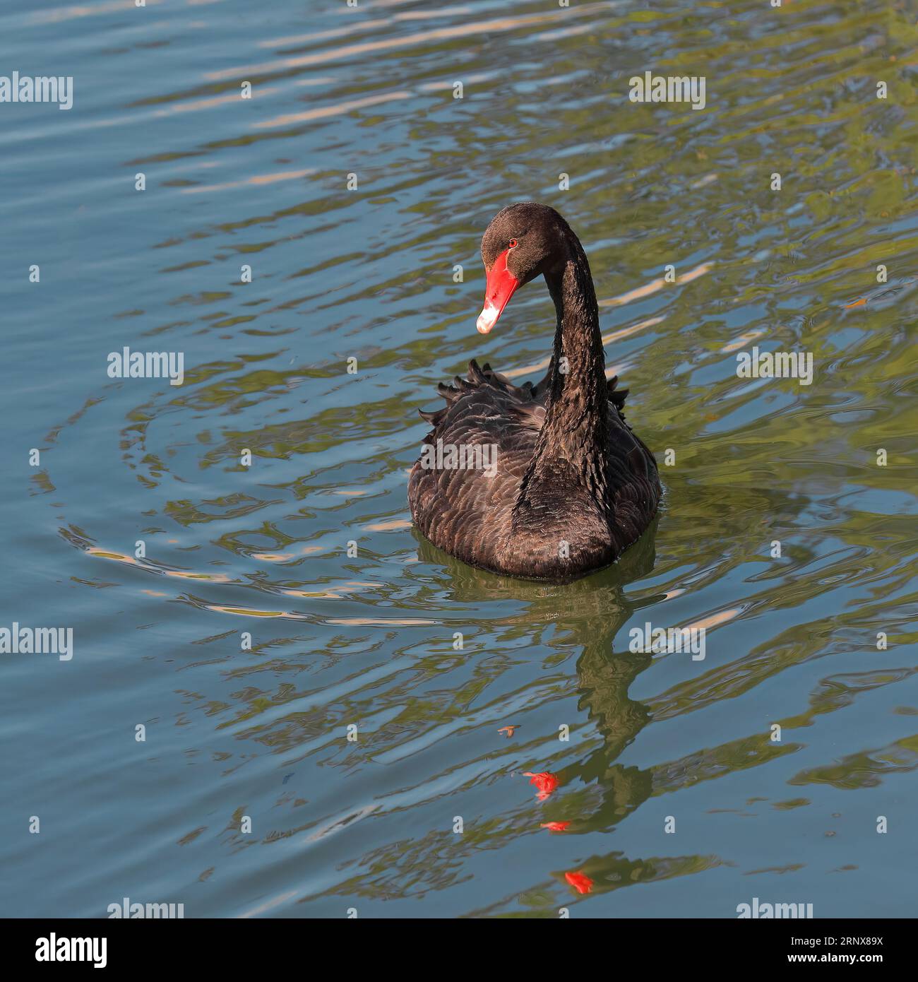 Heraldry swan hi-res stock photography and images - Alamy