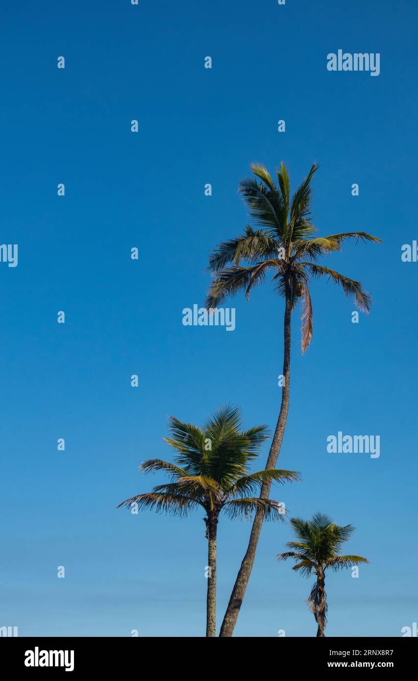 Three palm trees with blue sky, paradise beach, remote island, tropical ...