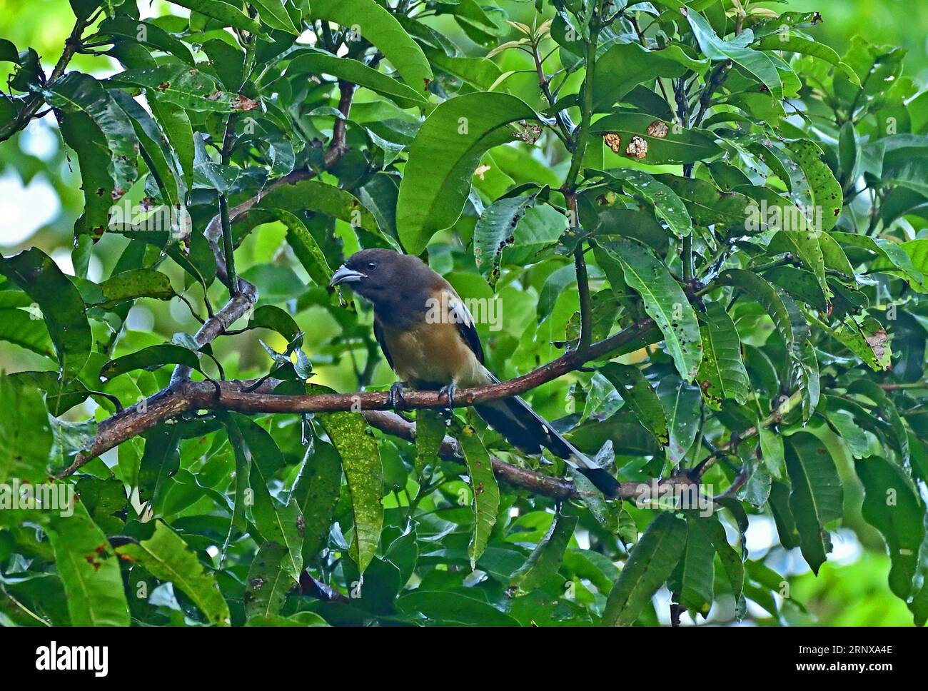 Rufous Treepie - Dendrocitta vagabunda Stock Photo - Alamy