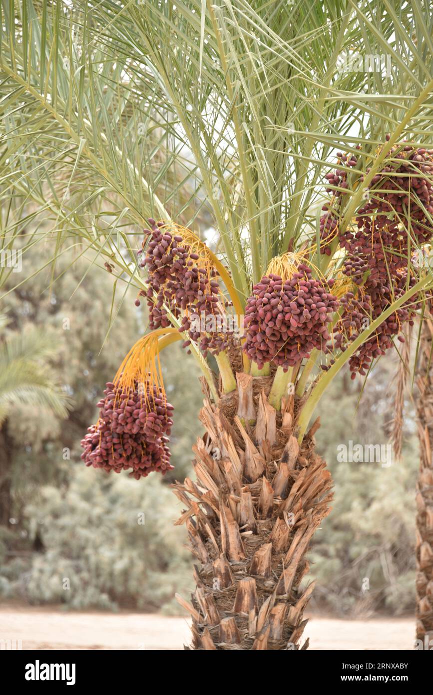 Yuma, AZ USA. 3/14/2023. Martha’s Gardens Medjool Date Farm was founded ...