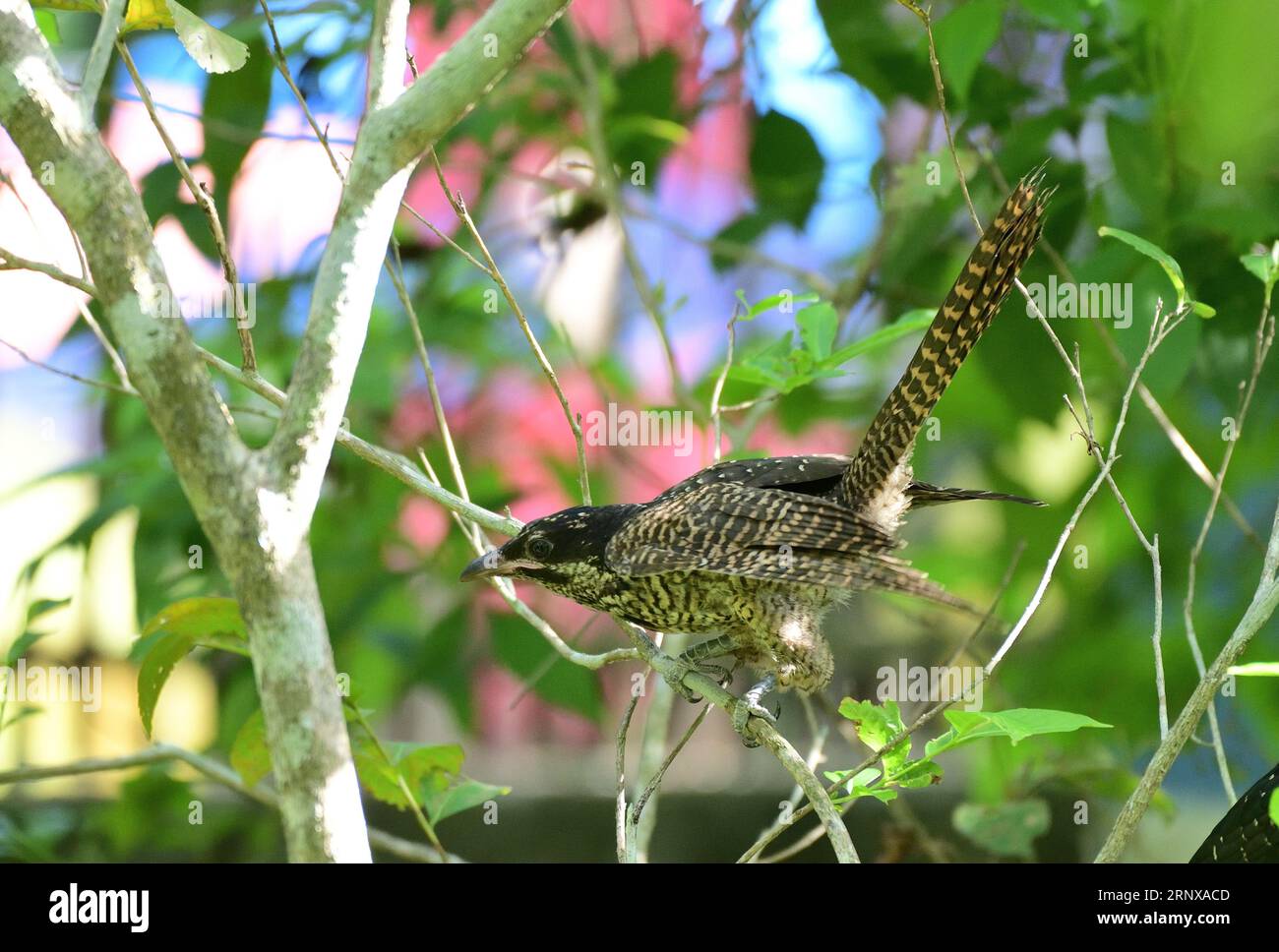 Asian koel - Eudynamys scolopaceus Stock Photo - Alamy