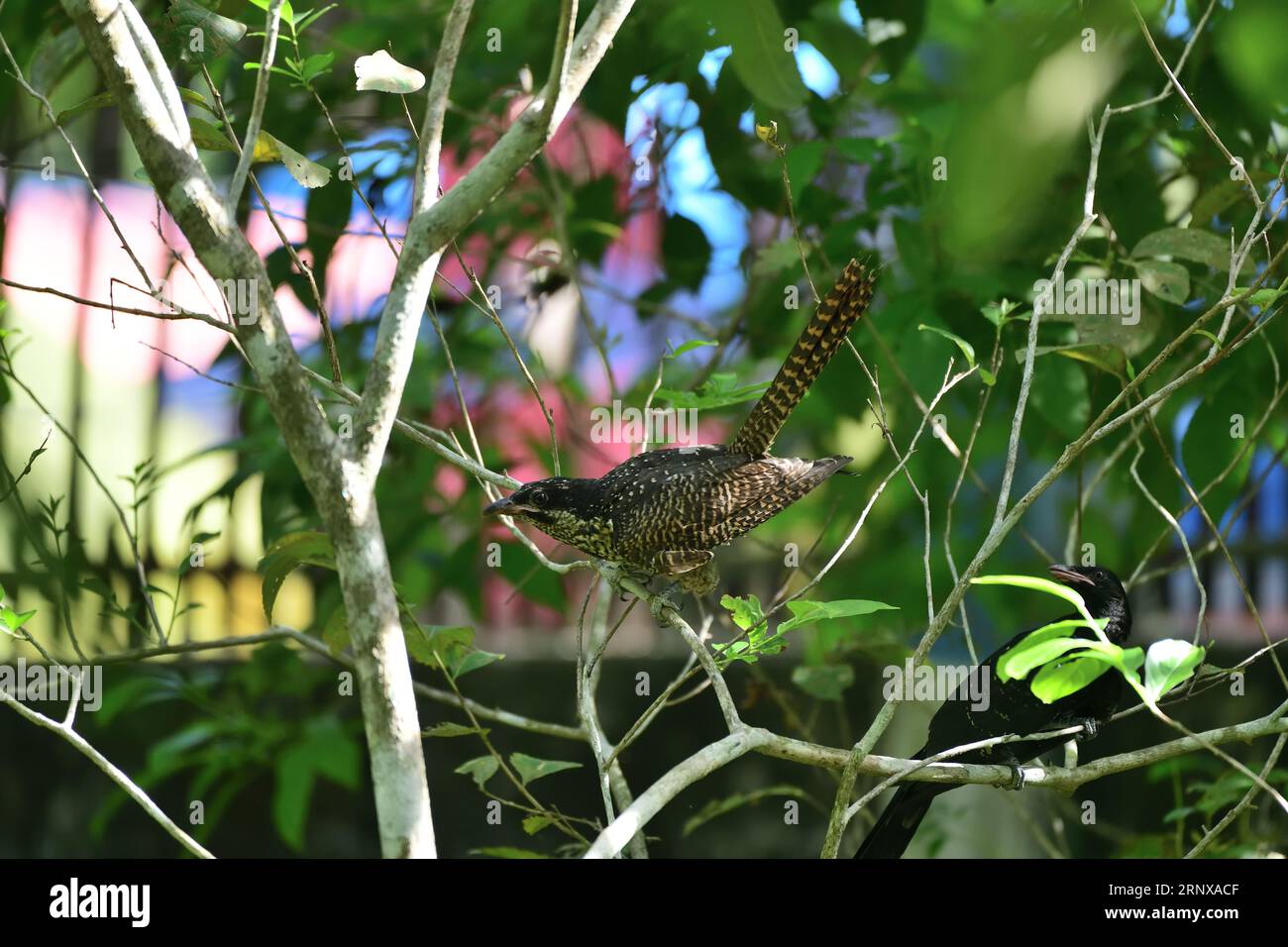 Asian koel - Eudynamys scolopaceus Stock Photo - Alamy