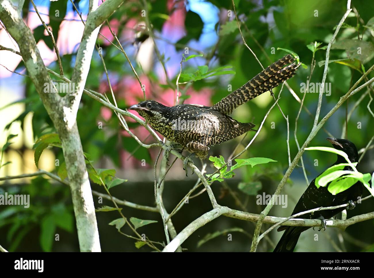 Asian koel - Eudynamys scolopaceus Stock Photo - Alamy