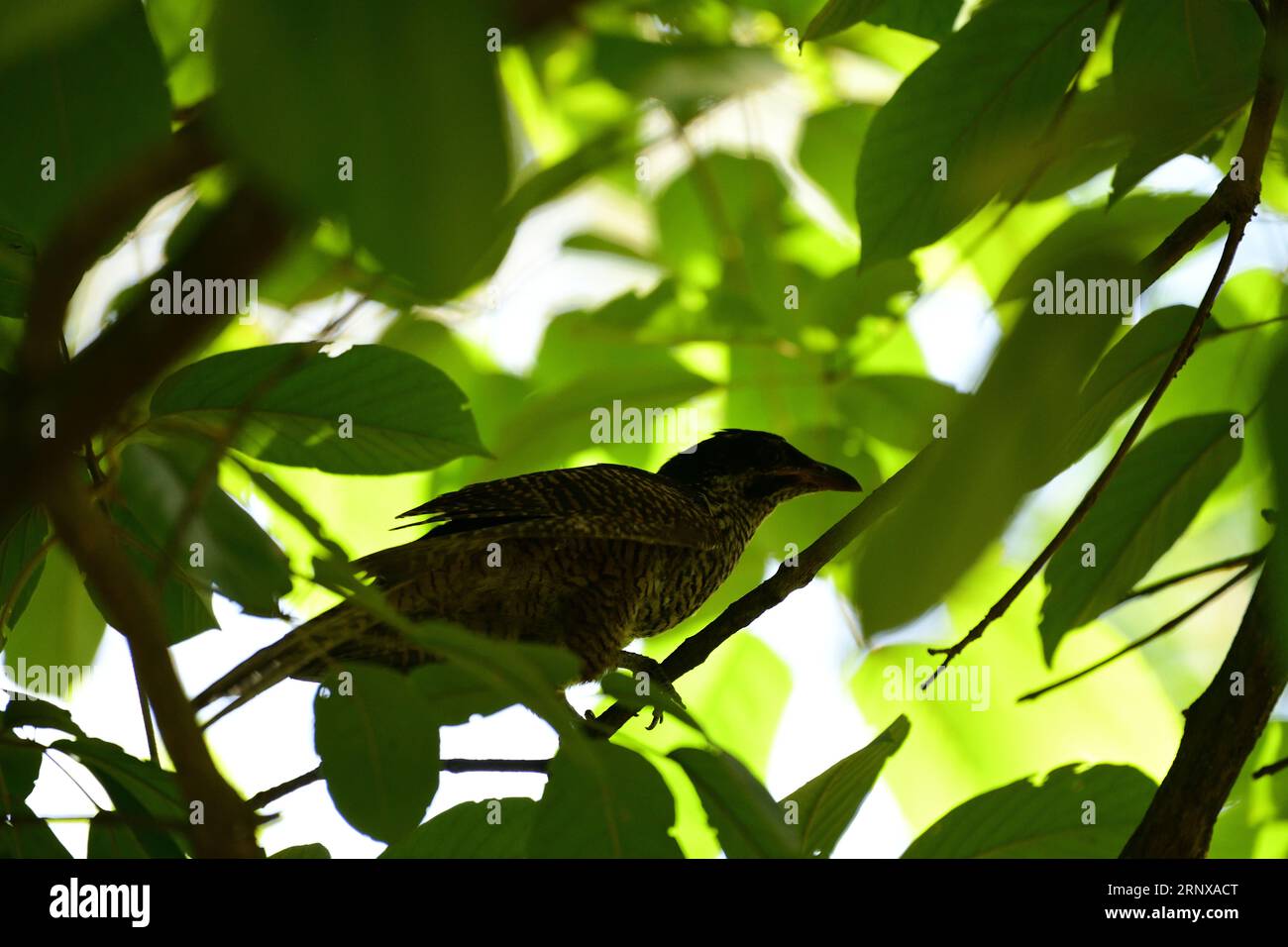 Asian koel - Eudynamys scolopaceus Stock Photo - Alamy