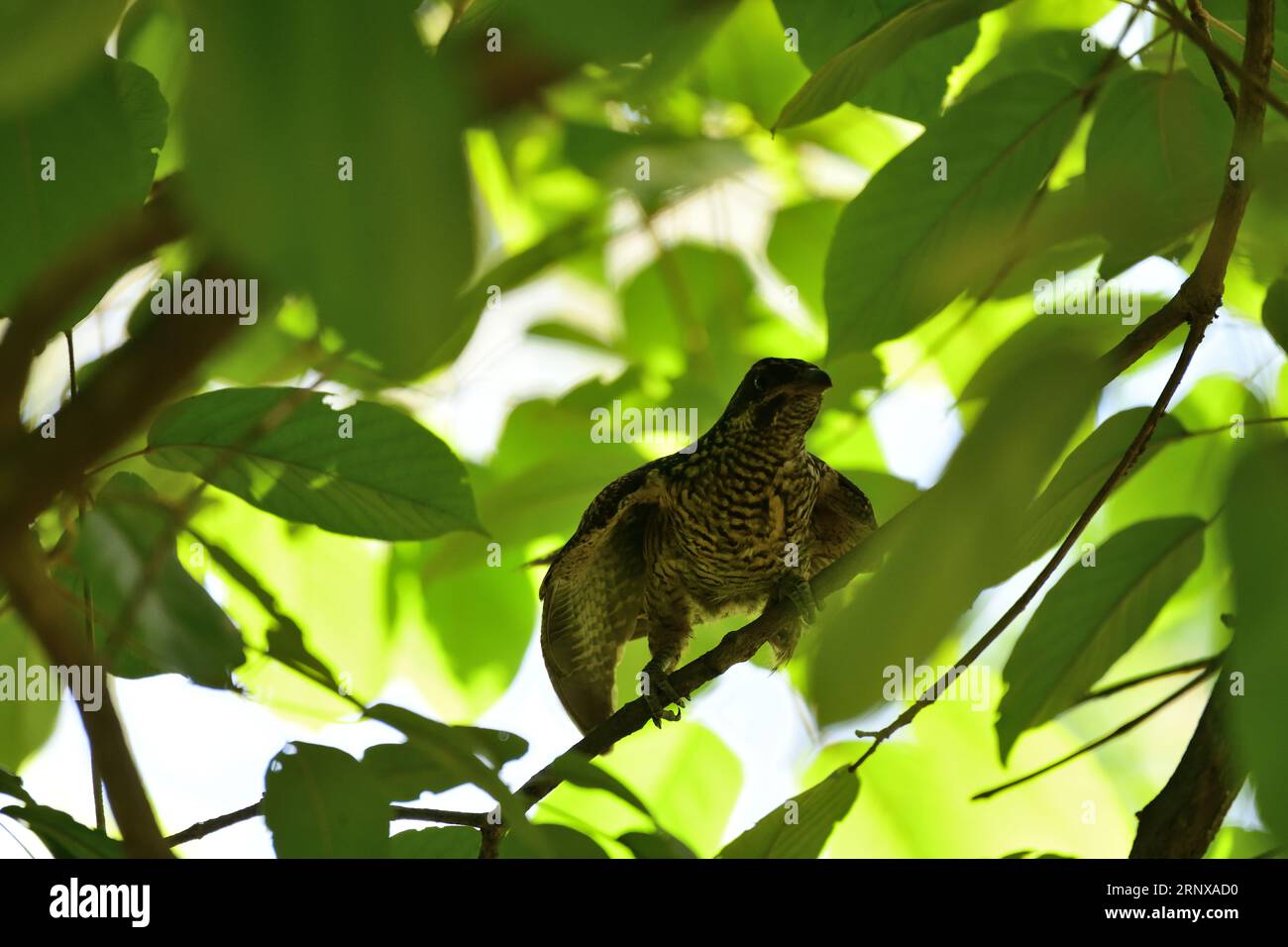 Asian koel - Eudynamys scolopaceus Stock Photo - Alamy