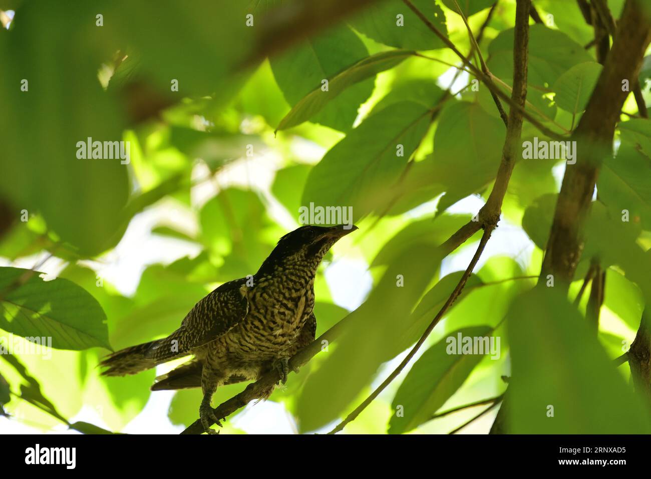 Asian koel - Eudynamys scolopaceus Stock Photo - Alamy