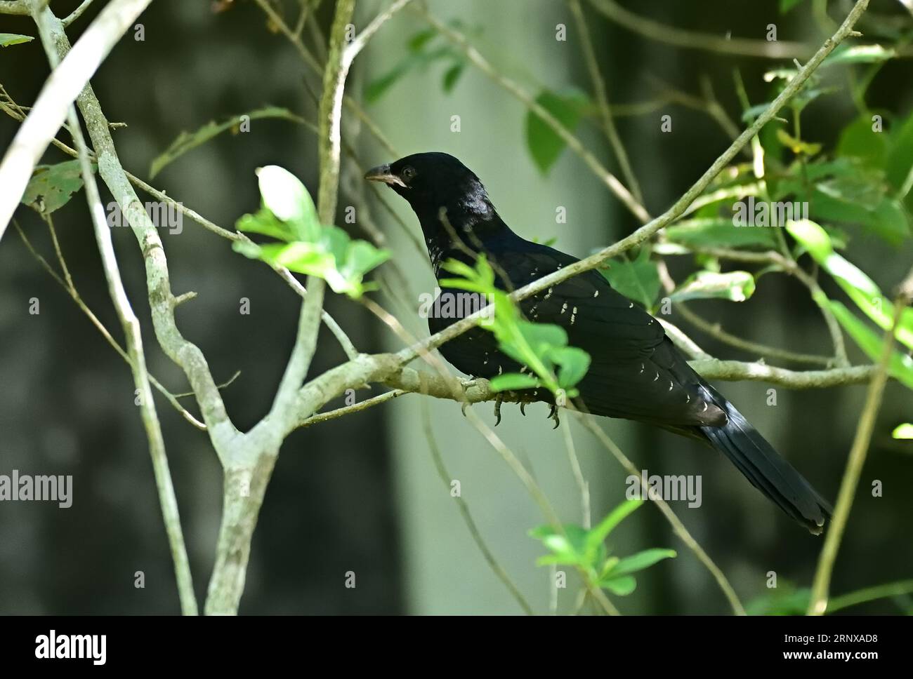 Asian koel - Eudynamys scolopaceus Stock Photo - Alamy